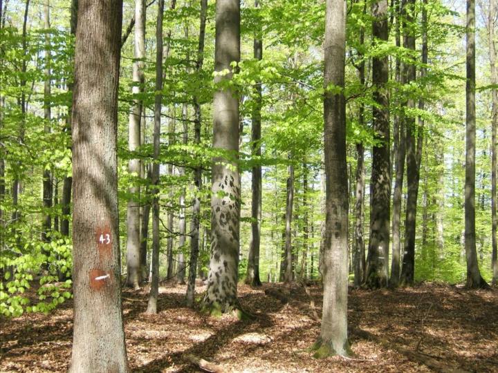 Mixed forests: Ecologically and economically | EurekAlert!