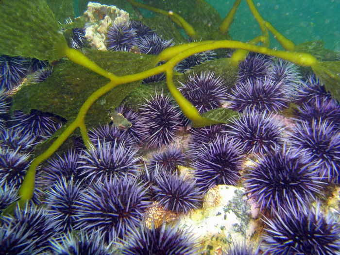 Purple Urchins [IMAGE] | EurekAlert! Science News Releases