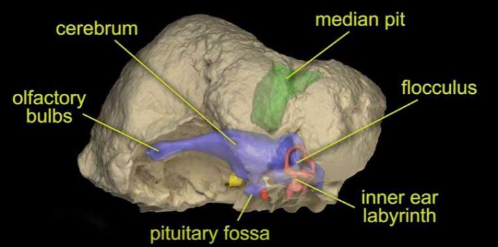 230-million-year-old Texas reptile had bizarr | EurekAlert!
