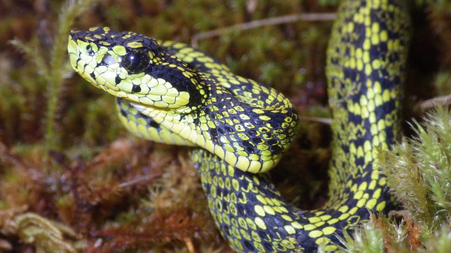 UCF Discovers New Snake [IMAGE] | EurekAlert! Science News Releases