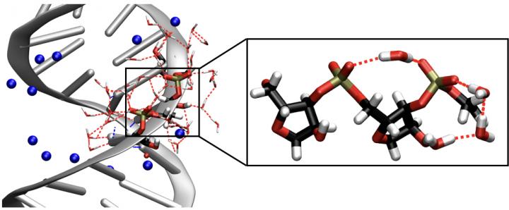 DNA Double Helix [IMAGE] | EurekAlert! Science News Releases