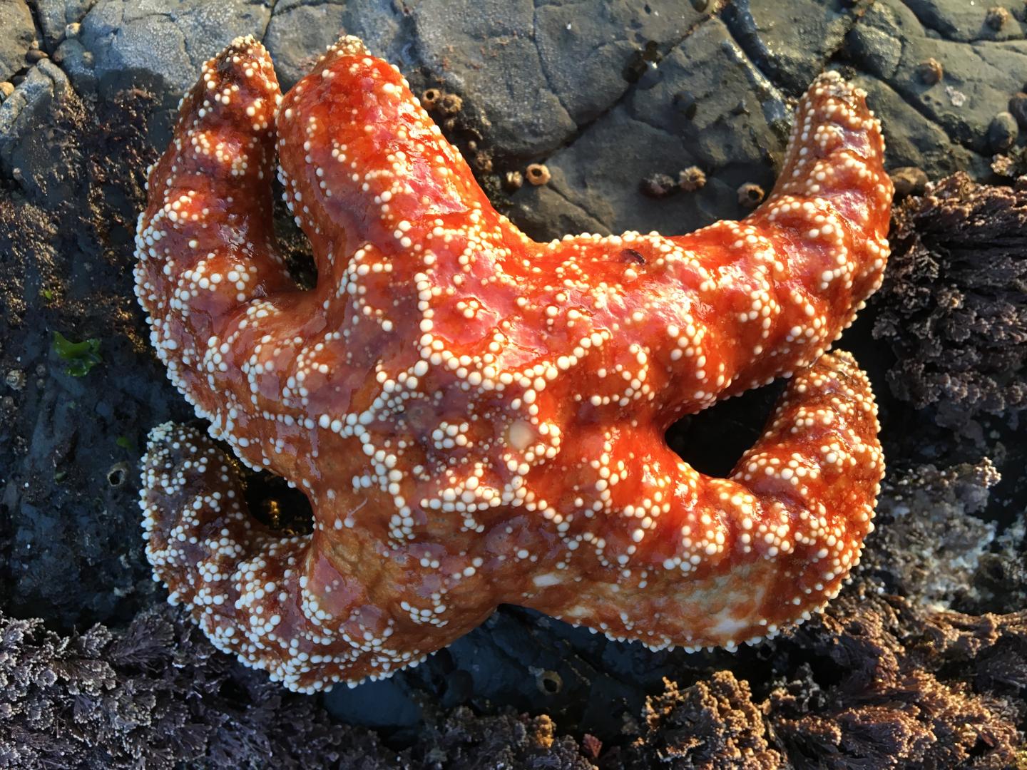 Pisaster ochraceus with [IMAGE] | EurekAlert! Science News Releases