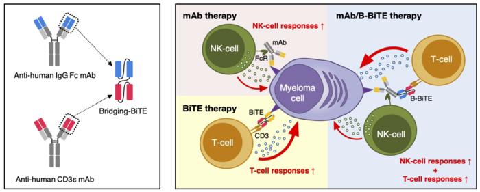 Development of a novel bispecific antibody th | EurekAlert!