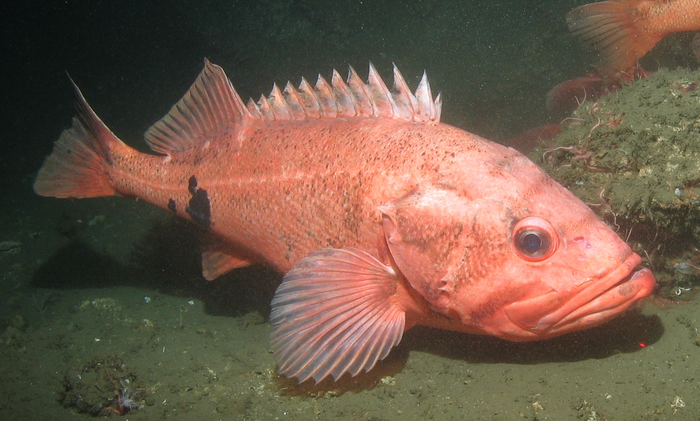 Protecting largest, most prolific fish may bo | EurekAlert!