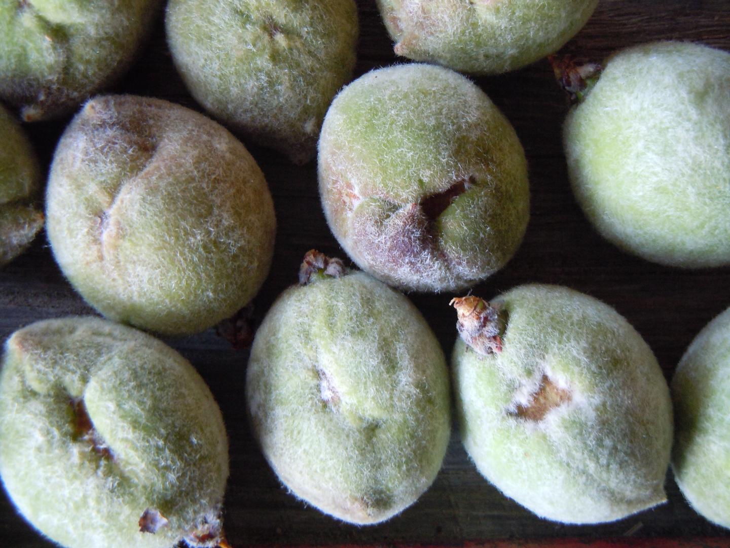 Management strategies to reduce catfacing in | EurekAlert!