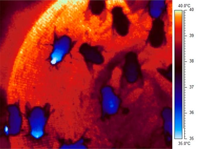 Blowfly (2 of 2) [IMAGE] | EurekAlert! Science News Releases