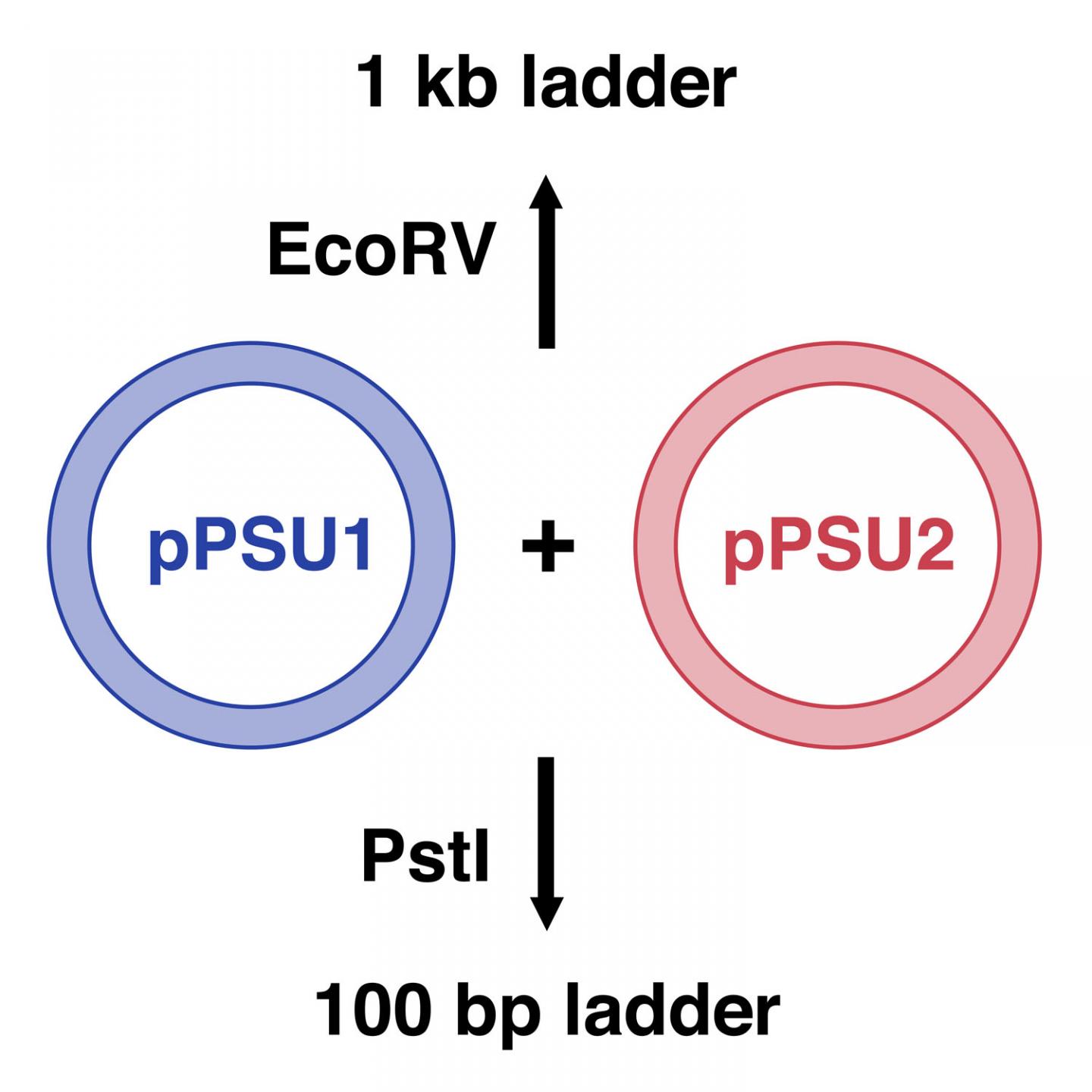 Schematic of pPSU1 and pPSU2 P [IMAGE] | EurekAlert! Science News Releases