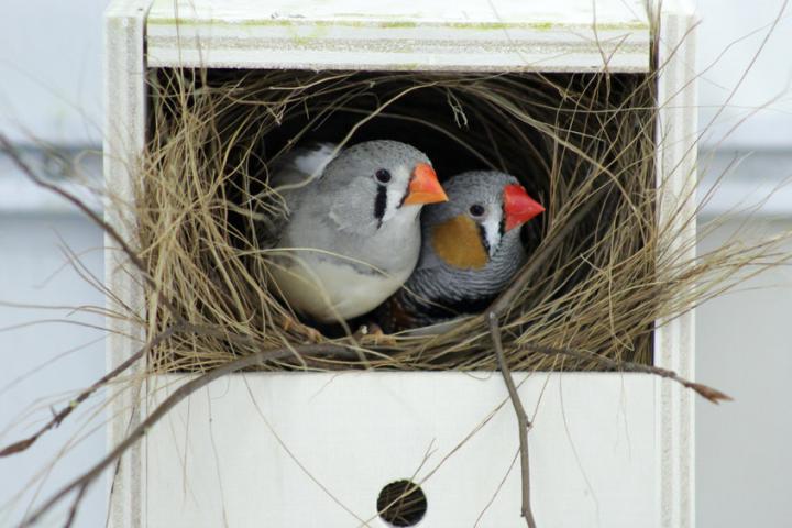 Zebra Finches [IMAGE] | EurekAlert! Science News Releases
