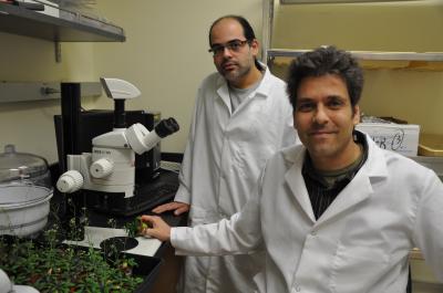 Assaf Mosquna and Sean Cutler, [IMAGE] | EurekAlert! Science News Releases