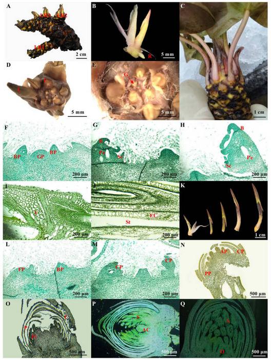 The morphology and anatomy of [IMAGE] | EurekAlert! Science News Releases
