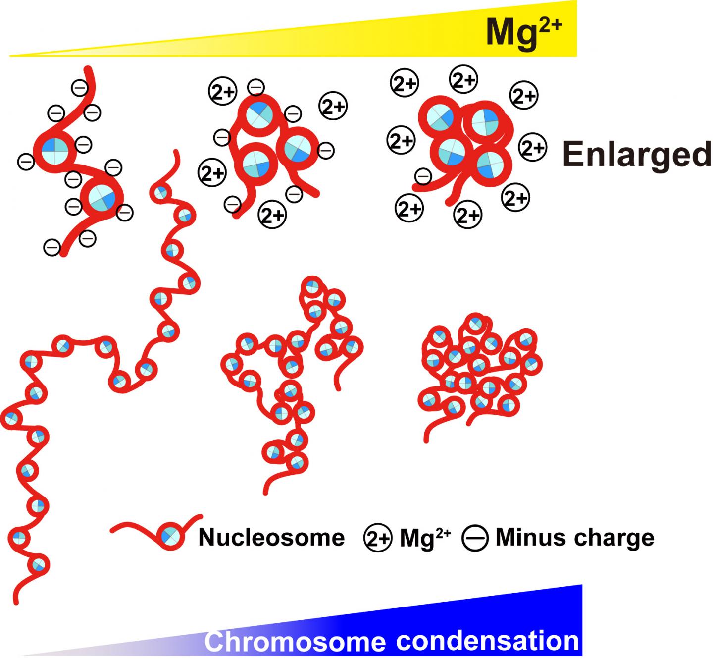 Fig.2. Electrostatic Repulsion [IMAGE] | EurekAlert! Science News Releases