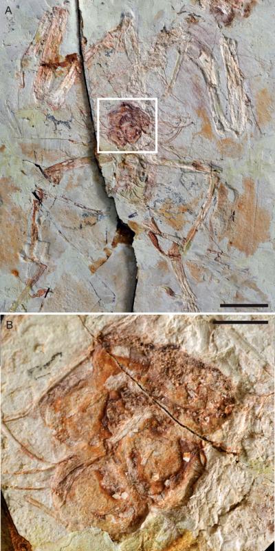 Enantiornithes indet [IMAGE] | EurekAlert! Science News Releases