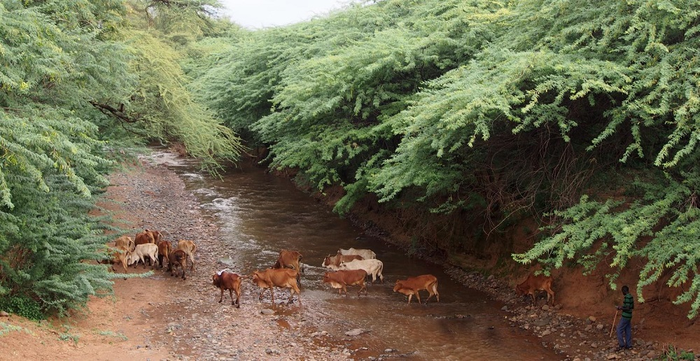 Prosopis juliflora [IMAGE] | EurekAlert! Science News Releases