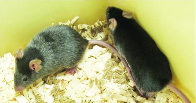 Aging Mice [IMAGE] | EurekAlert! Science News Releases