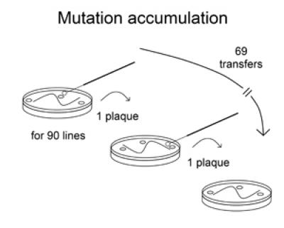 Mutation-accumulation Experime [IMAGE] | EurekAlert! Science News Releases