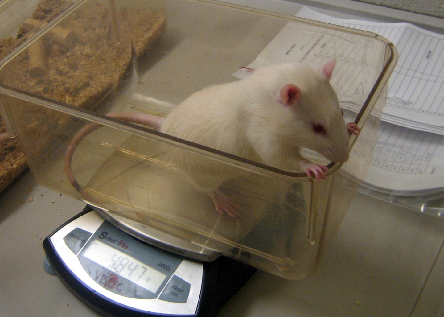 Happy Mouse [IMAGE] | EurekAlert! Science News Releases