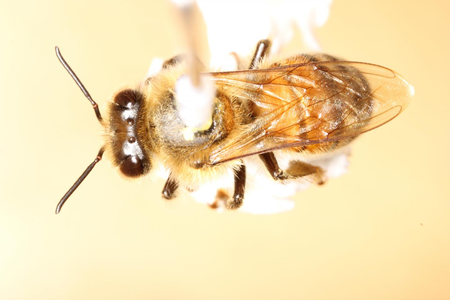 Bee Harnessed 2 [IMAGE] | EurekAlert! Science News Releases