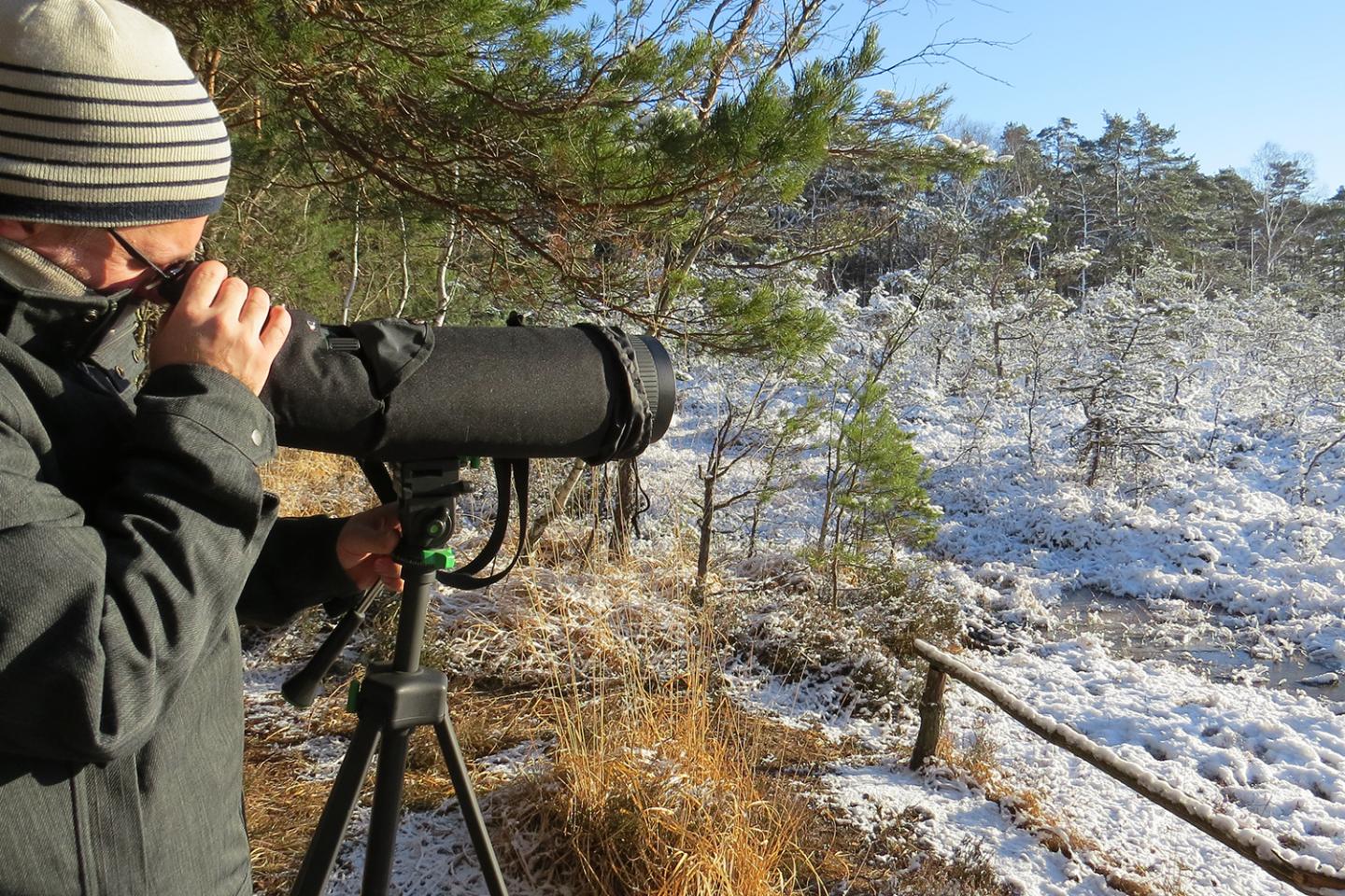 Observing Birds [IMAGE] | EurekAlert! Science News Releases