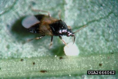 Orius insidiosus [IMAGE] | EurekAlert! Science News Releases