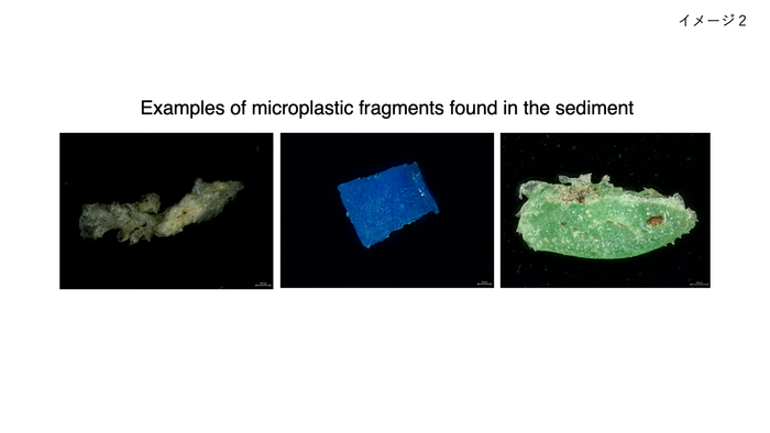 Samples of microplastics from [IMAGE] | EurekAlert! Science News Releases