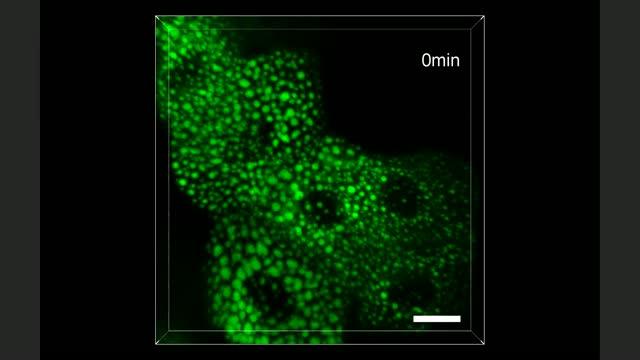 Liquid-Liquid Phase Separation Drives Skin Ba | EurekAlert!