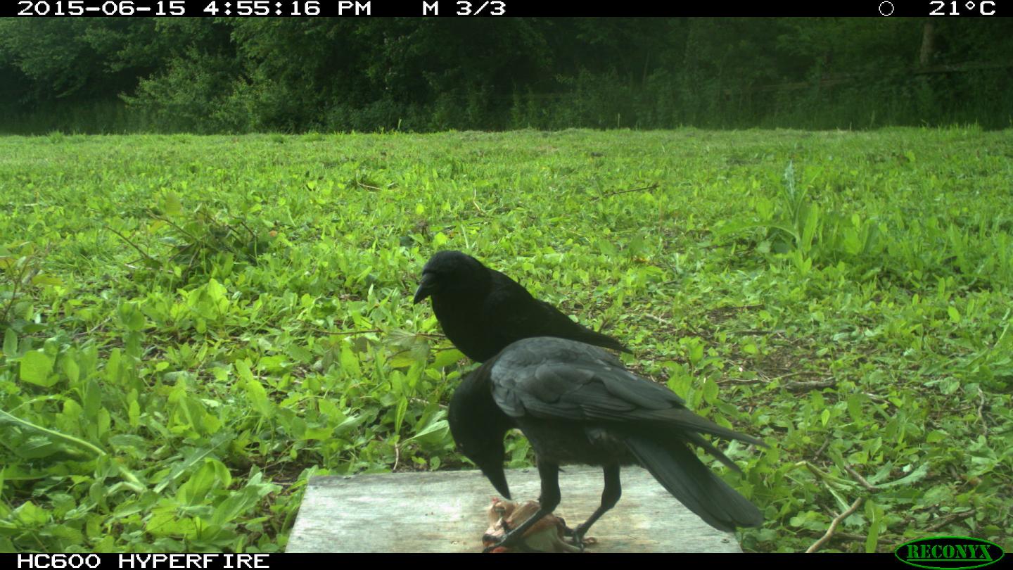 Crows Help [IMAGE] | EurekAlert! Science News Releases