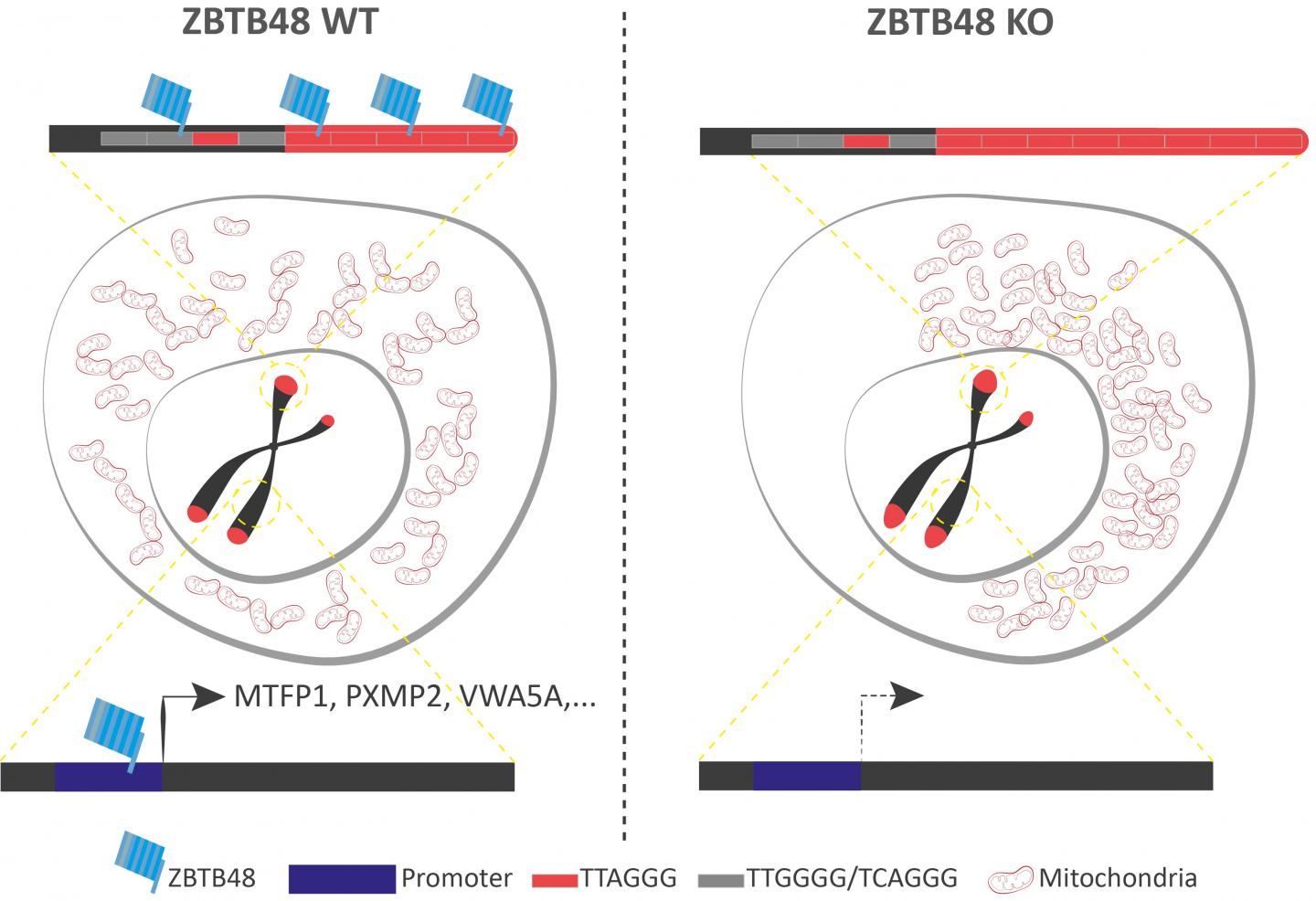ZBTB48 is both a Telomere-bind [IMAGE] | EurekAlert! Science News Releases