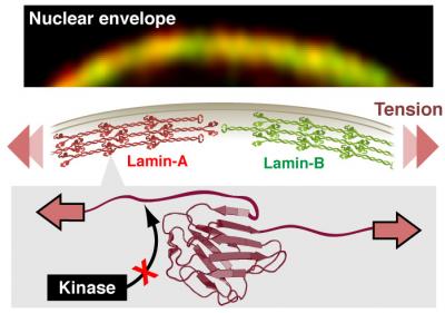 Lamin A vs. Lamin B [IMAGE] | EurekAlert! Science News Releases