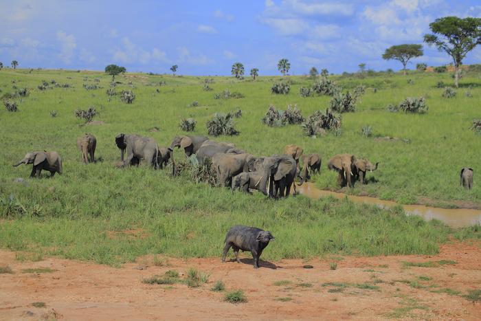 Older African elephants will be most severely | EurekAlert!