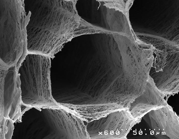 Connective Sheath [IMAGE] | EurekAlert! Science News Releases