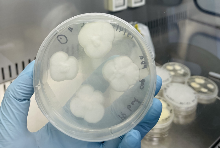 Engyodontium album [IMAGE] | EurekAlert! Science News Releases