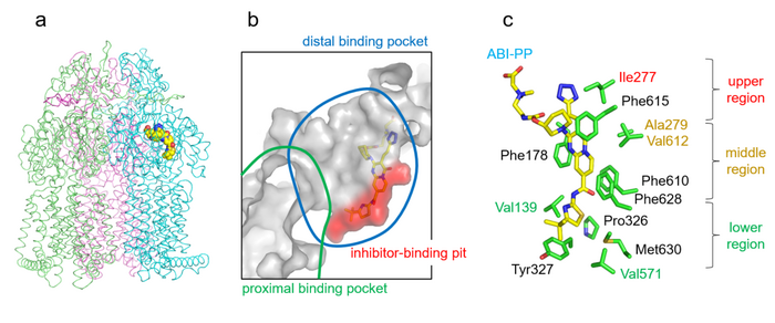 Efflux pump inhibitors: Bulking up to beat ba | EurekAlert!