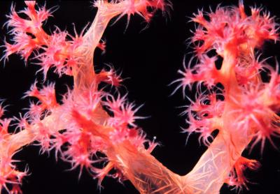 Carnation Coral [IMAGE] | EurekAlert! Science News Releases