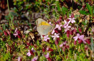 Colias hecla [IMAGE] | EurekAlert! Science News Releases
