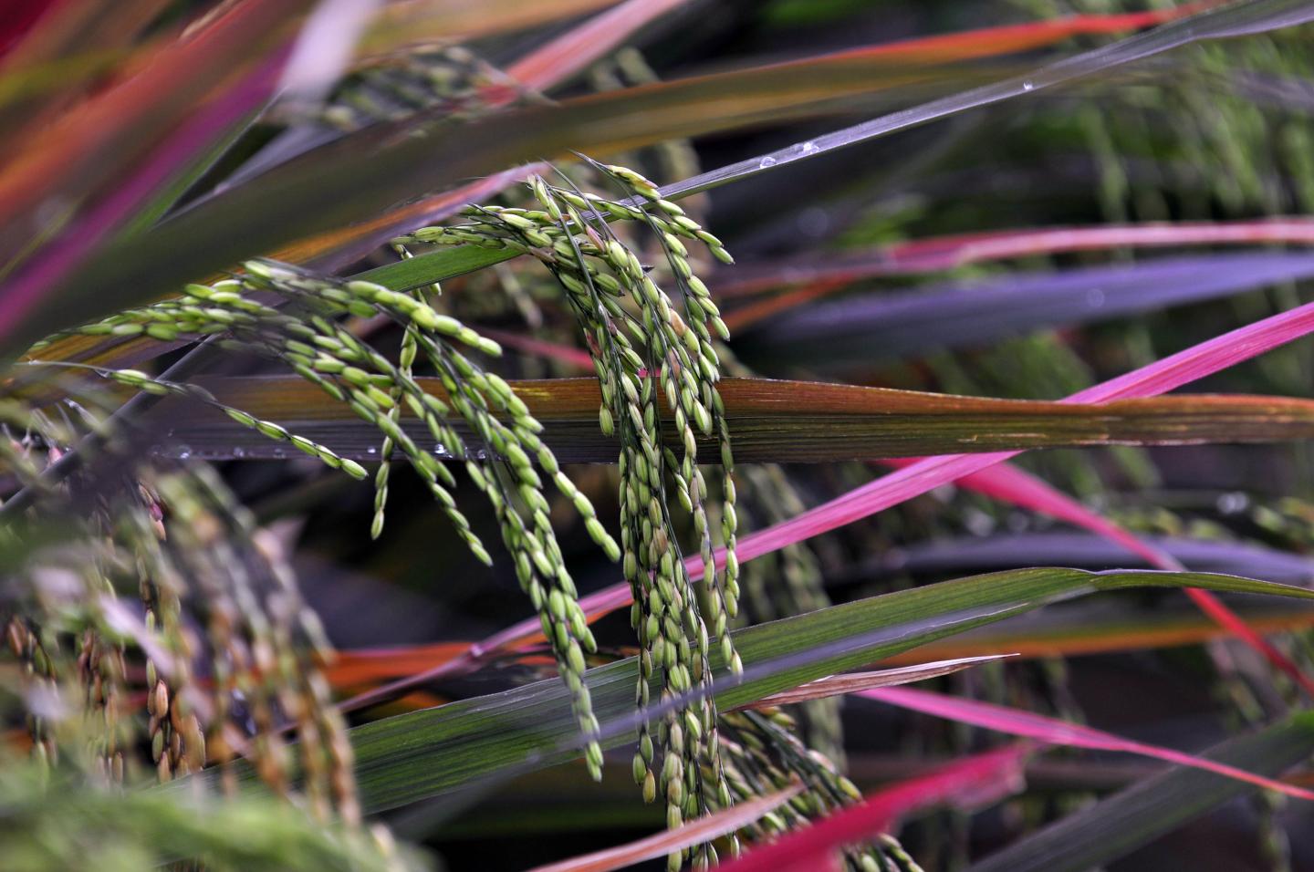 Colombia Rice 1 [IMAGE] | EurekAlert! Science News Releases