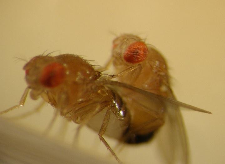 Mating fruit flies [IMAGE] | EurekAlert! Science News Releases