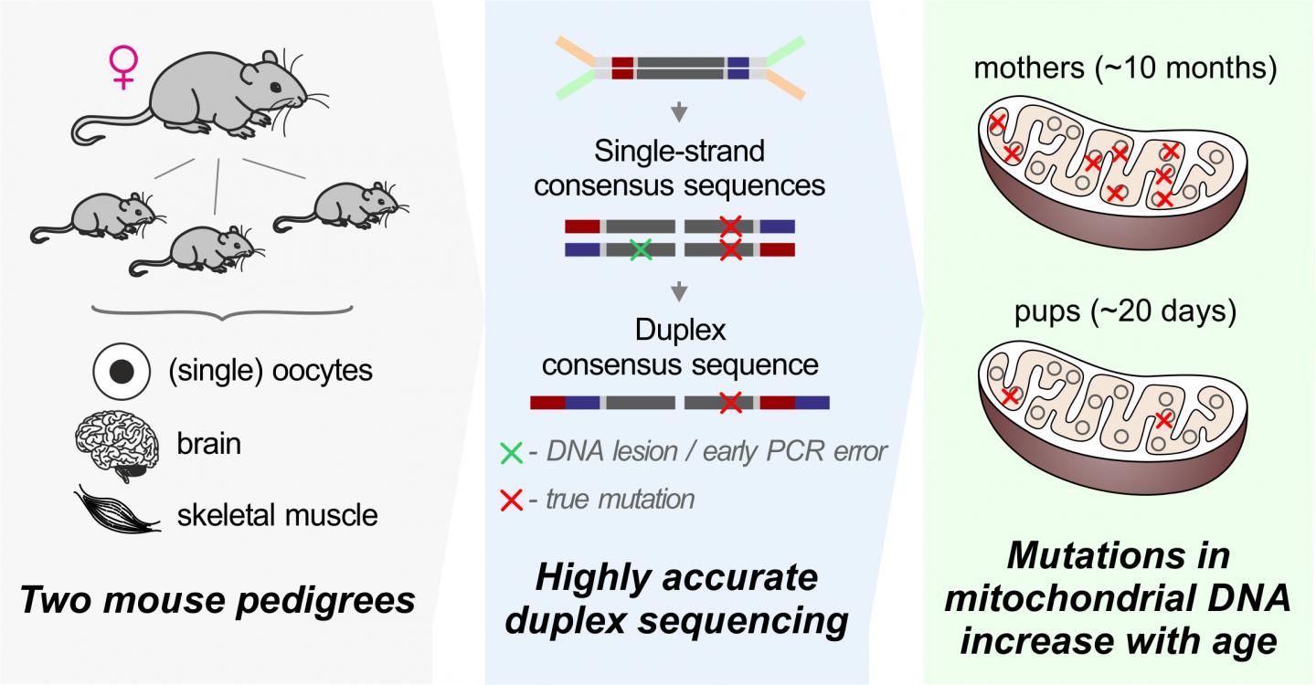 New mutations accumulate in reproductive cell | EurekAlert!