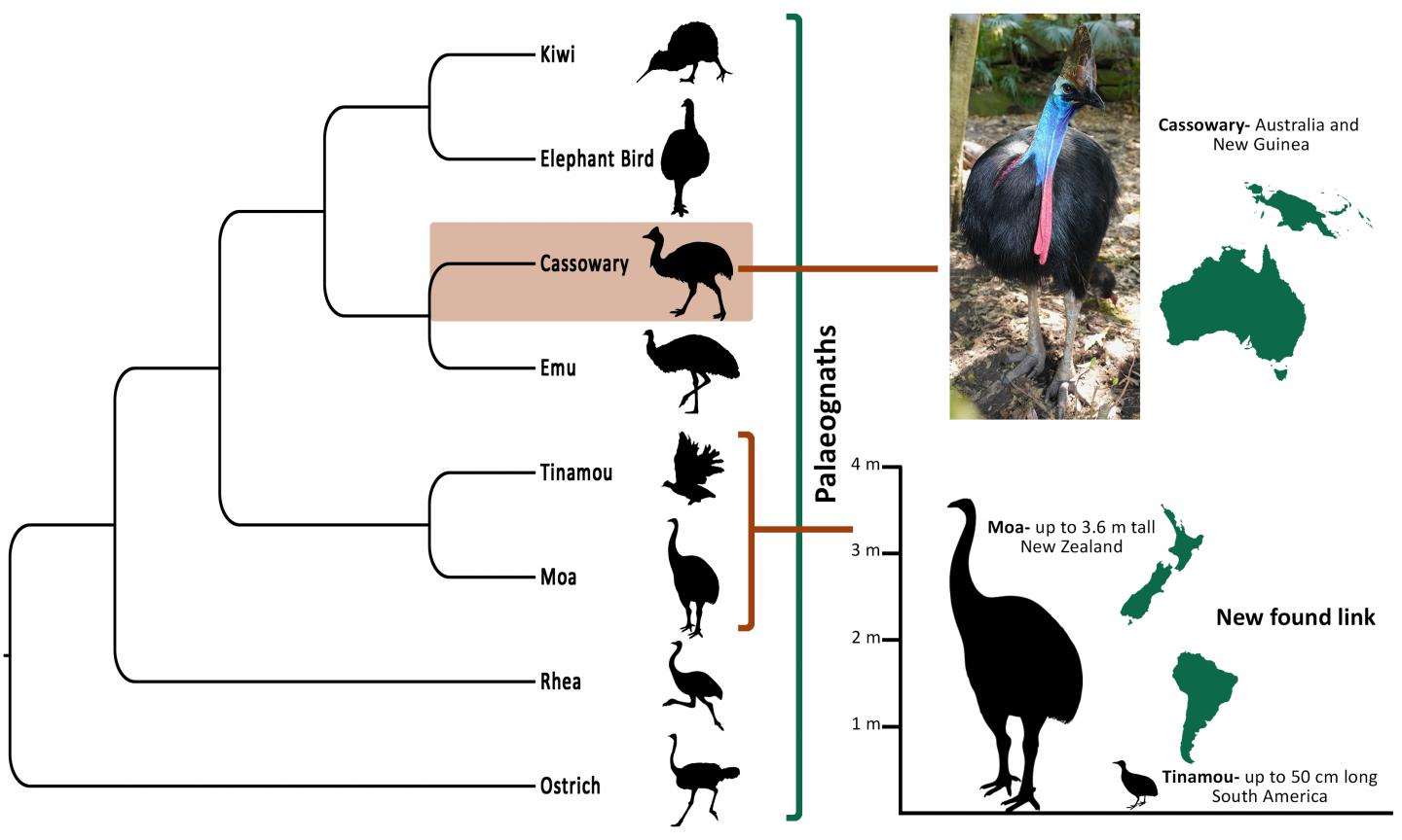 Palaeognaths Family Tree [IMAGE] | EurekAlert! Science News Releases
