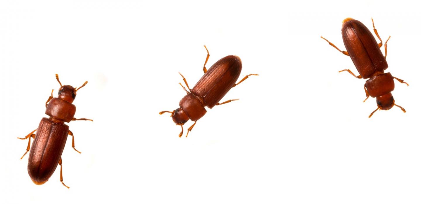 Flour Beetles (2 of 2) [IMAGE] | EurekAlert! Science News Releases