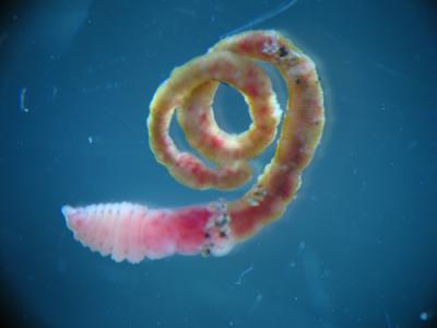 Closeup of Polar Polychaete