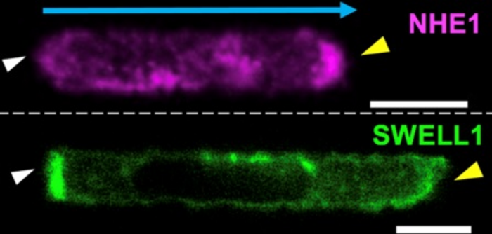 Location of NHE1 and SWELL1 pr [IMAGE] | EurekAlert! Science News Releases