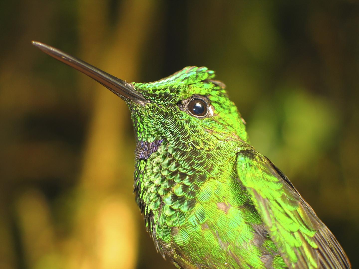 Male Green-crowned Brilliant H [IMAGE] | EurekAlert! Science News Releases