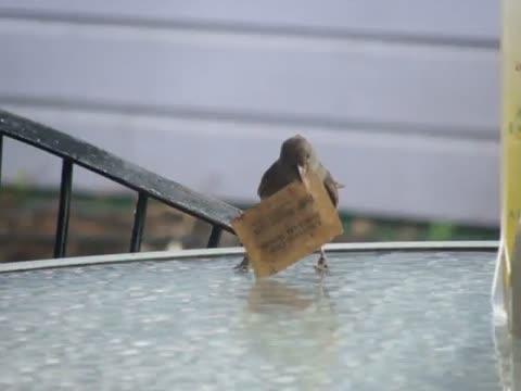 The Brain Power Behind Problem-Solving in Bir | EurekAlert!