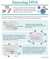 CRISPR-based technology can detect viral DNA | EurekAlert!