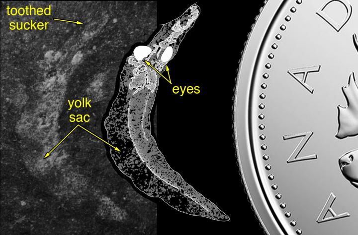 Priscomyzon - hatchling [IMAGE] | EurekAlert! Science News Releases