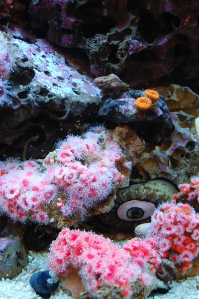 Local California Invertebrates [IMAGE] | EurekAlert! Science News Releases