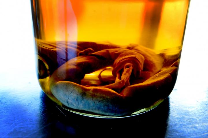 'Unicorn' shipworm could reveal clues about h | EurekAlert!