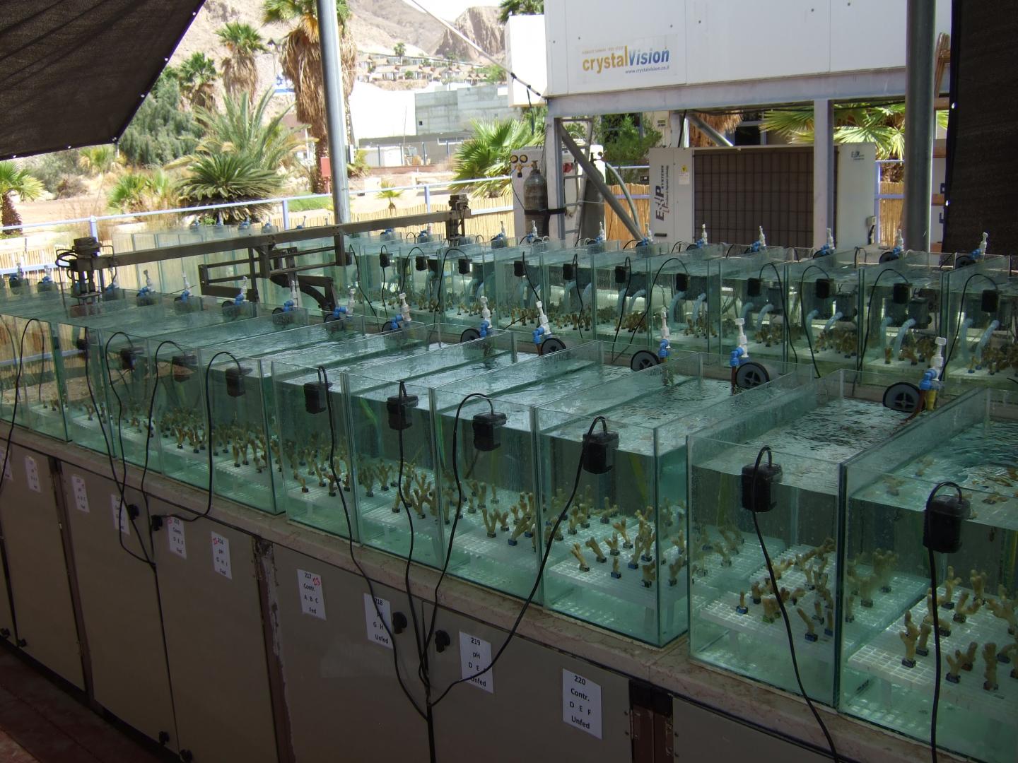 Red Sea Simulator [IMAGE] | EurekAlert! Science News Releases