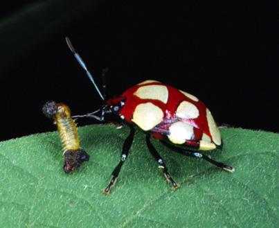 Stink Bug Attack [IMAGE] | EurekAlert! Science News Releases
