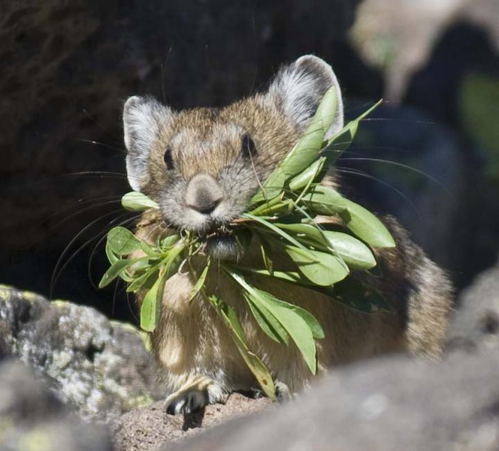 Pika Haying [IMAGE] | EurekAlert! Science News Releases